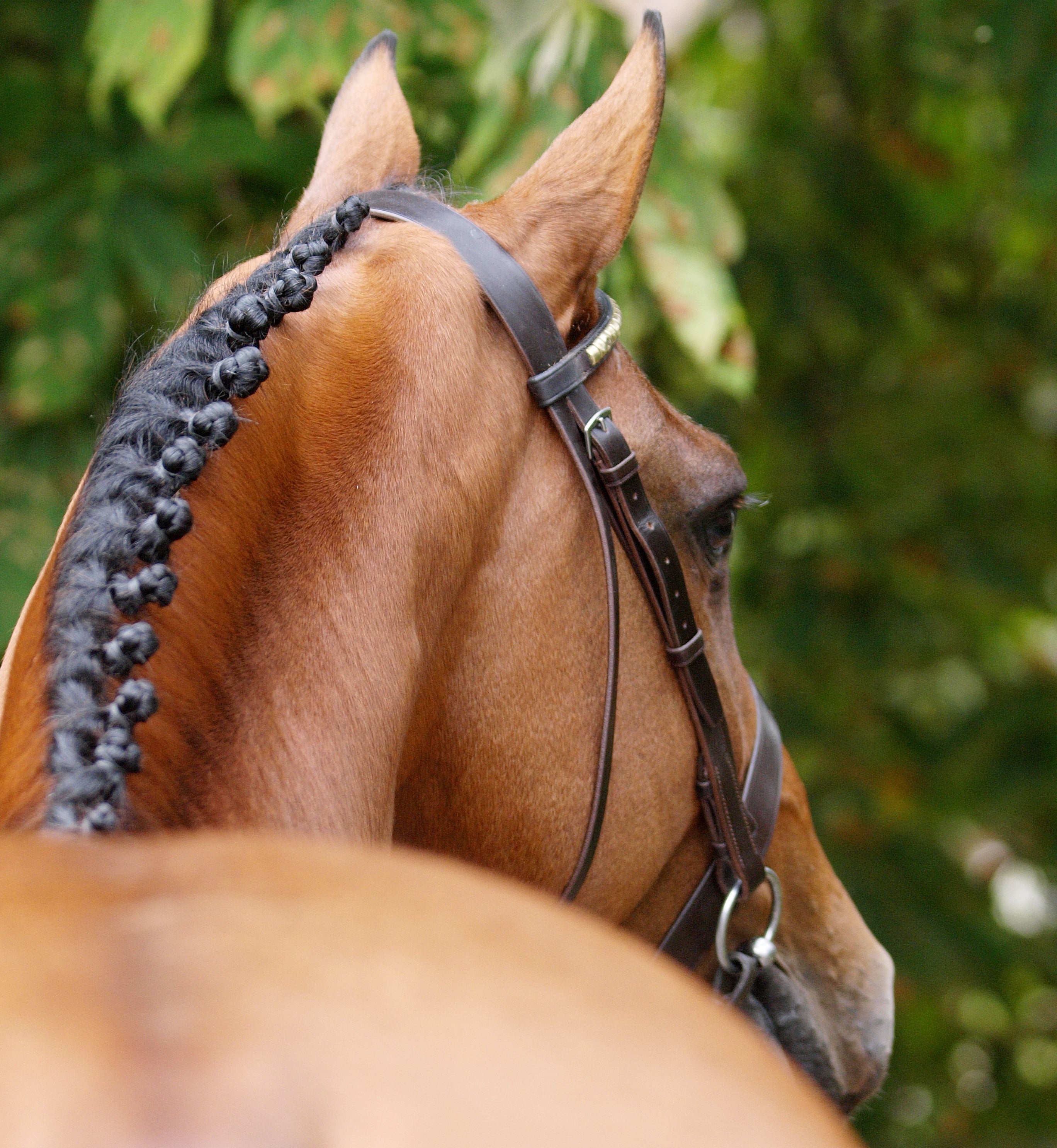 Plaiting and Trimming – Ippico